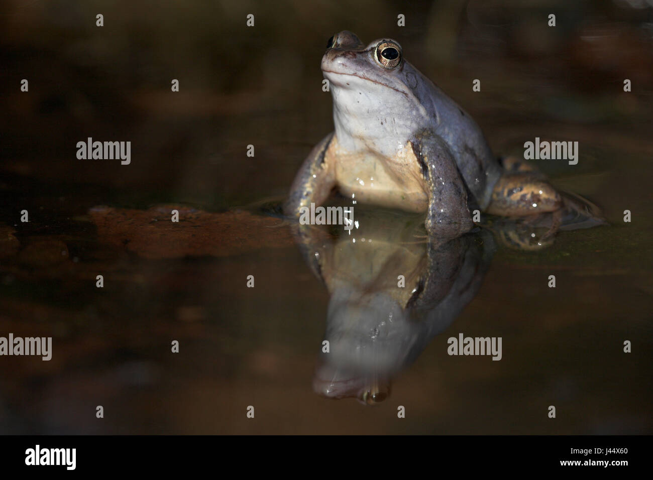 Swedish Swamp Frogs High Resolution Stock Photography and Images - Alamy