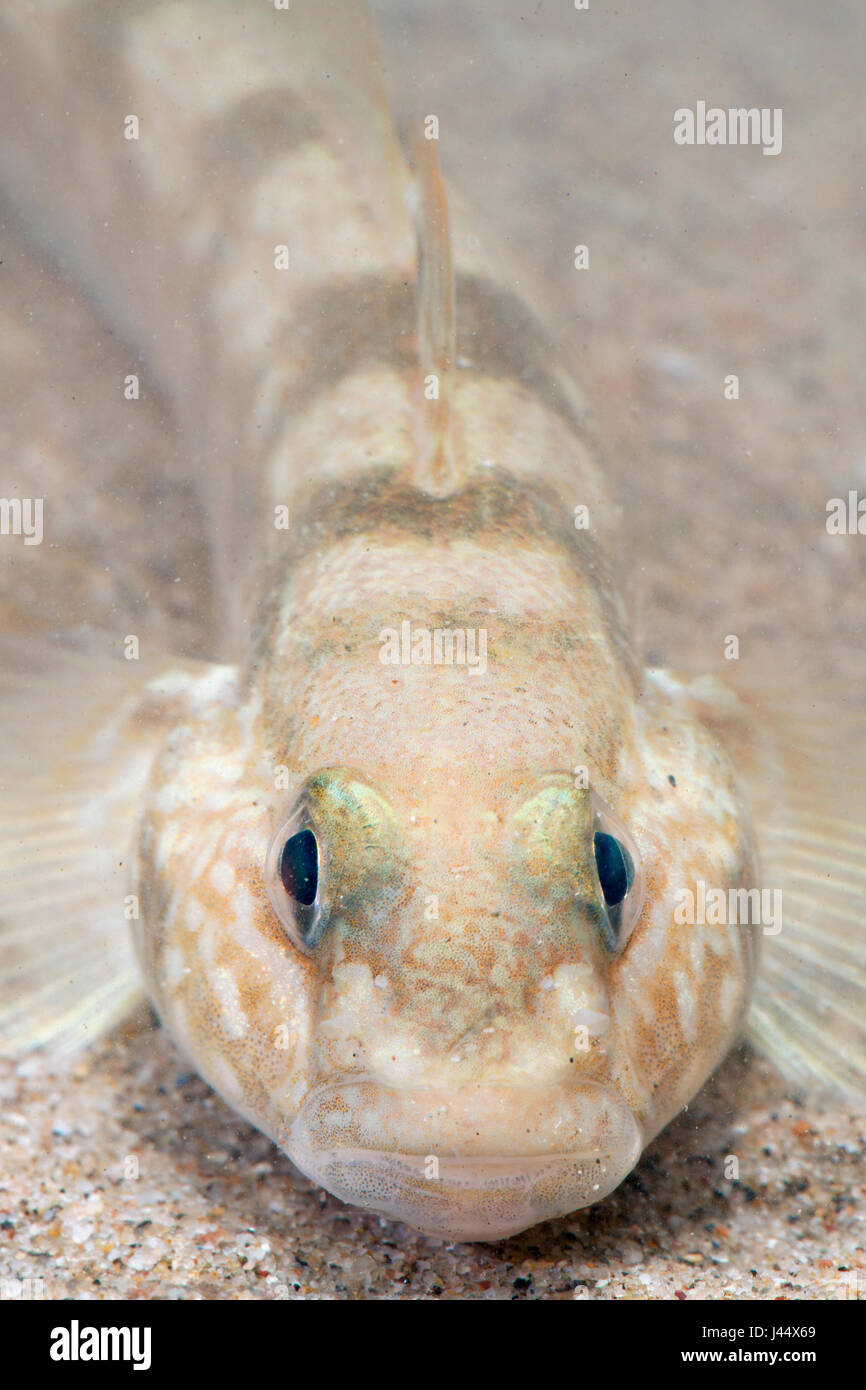 Vertical portrait of a Round goby Stock Photo - Alamy
