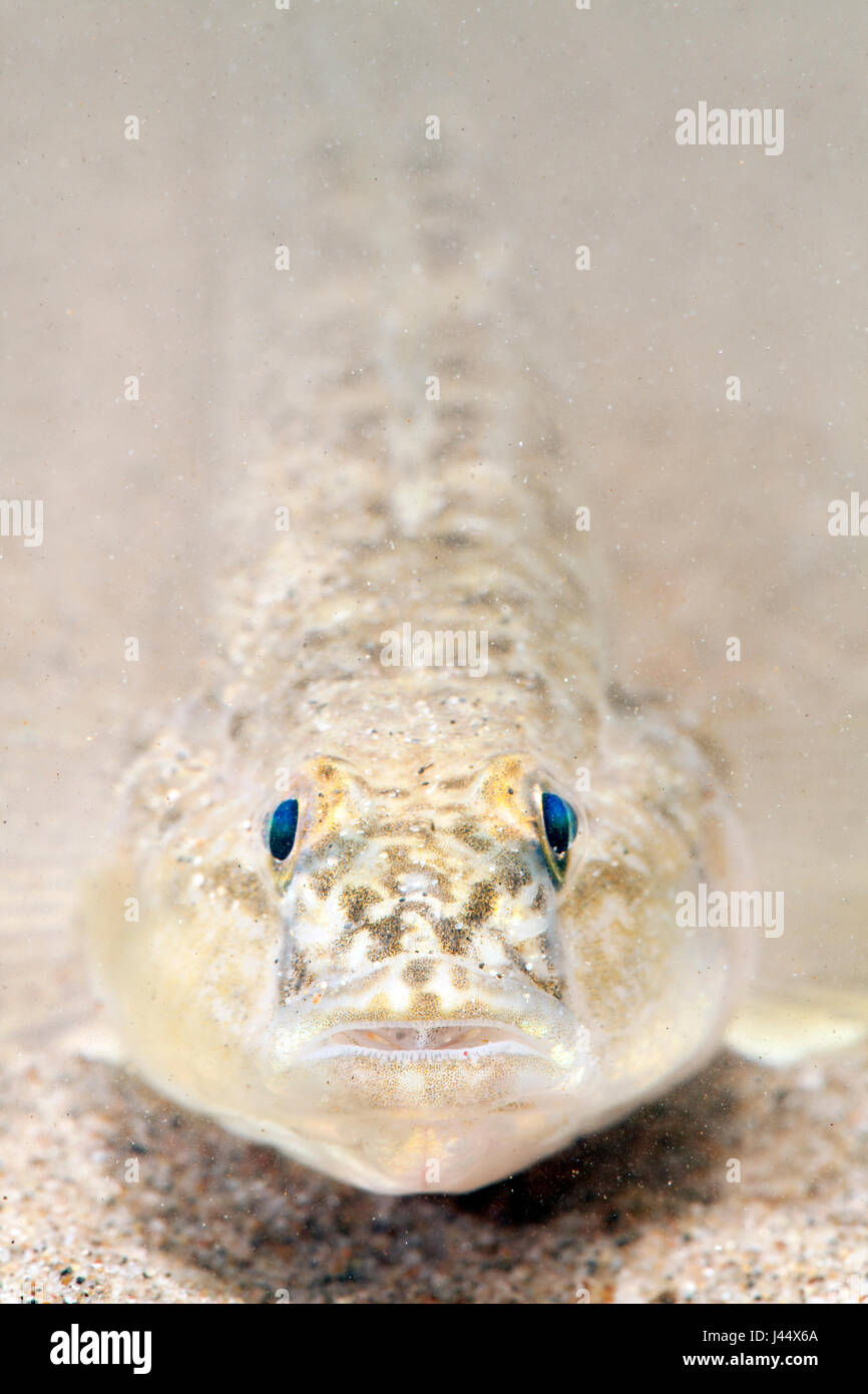 Monkey goby neogobius fluviatilis hi-res stock photography and images ...
