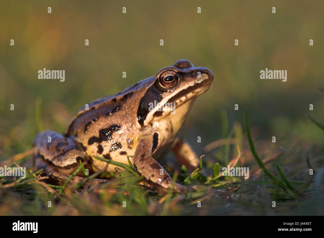 Swedish swamp frog hi-res stock photography and images - Alamy