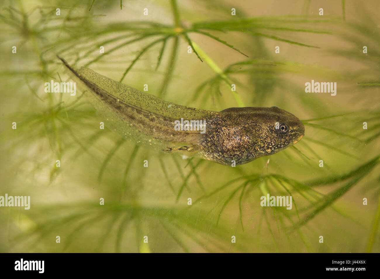 tadpole (larvae) of moorfrog underwater Stock Photo - Alamy
