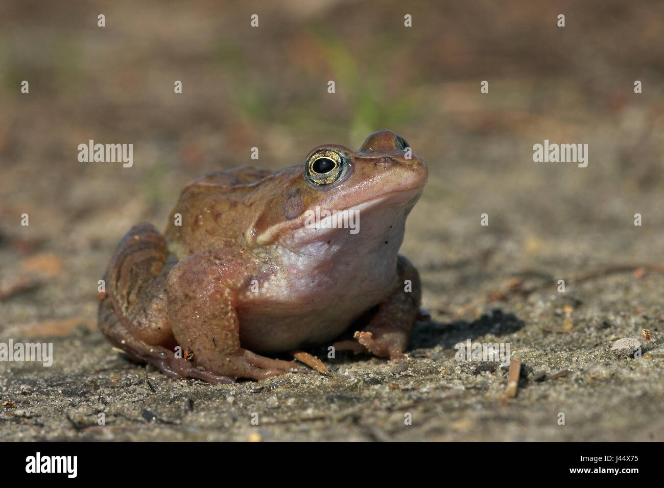 Female moor frog on land Stock Photo - Alamy