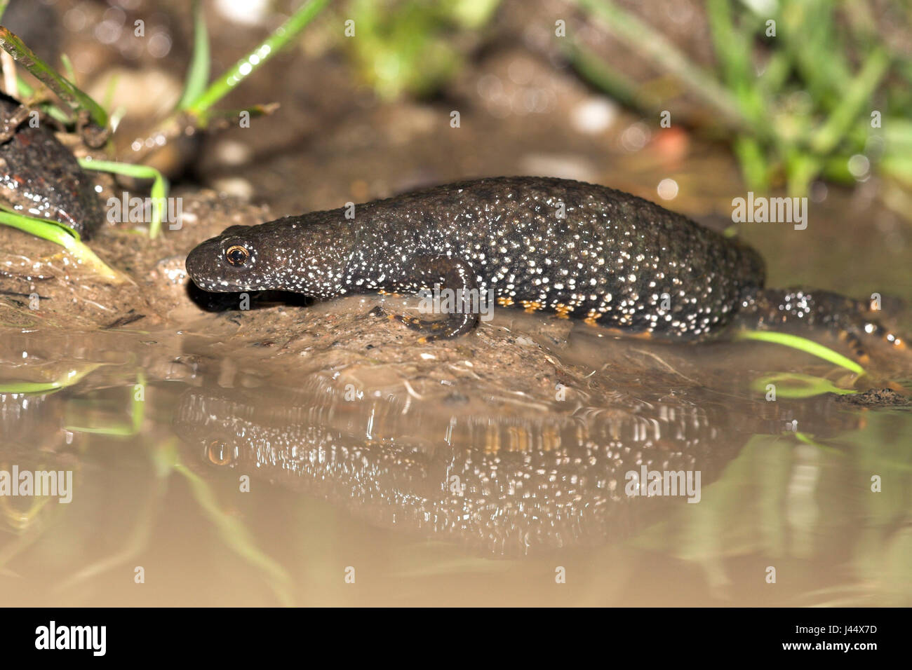 a great crested newt is on its way to a breeding pond in early spring ...