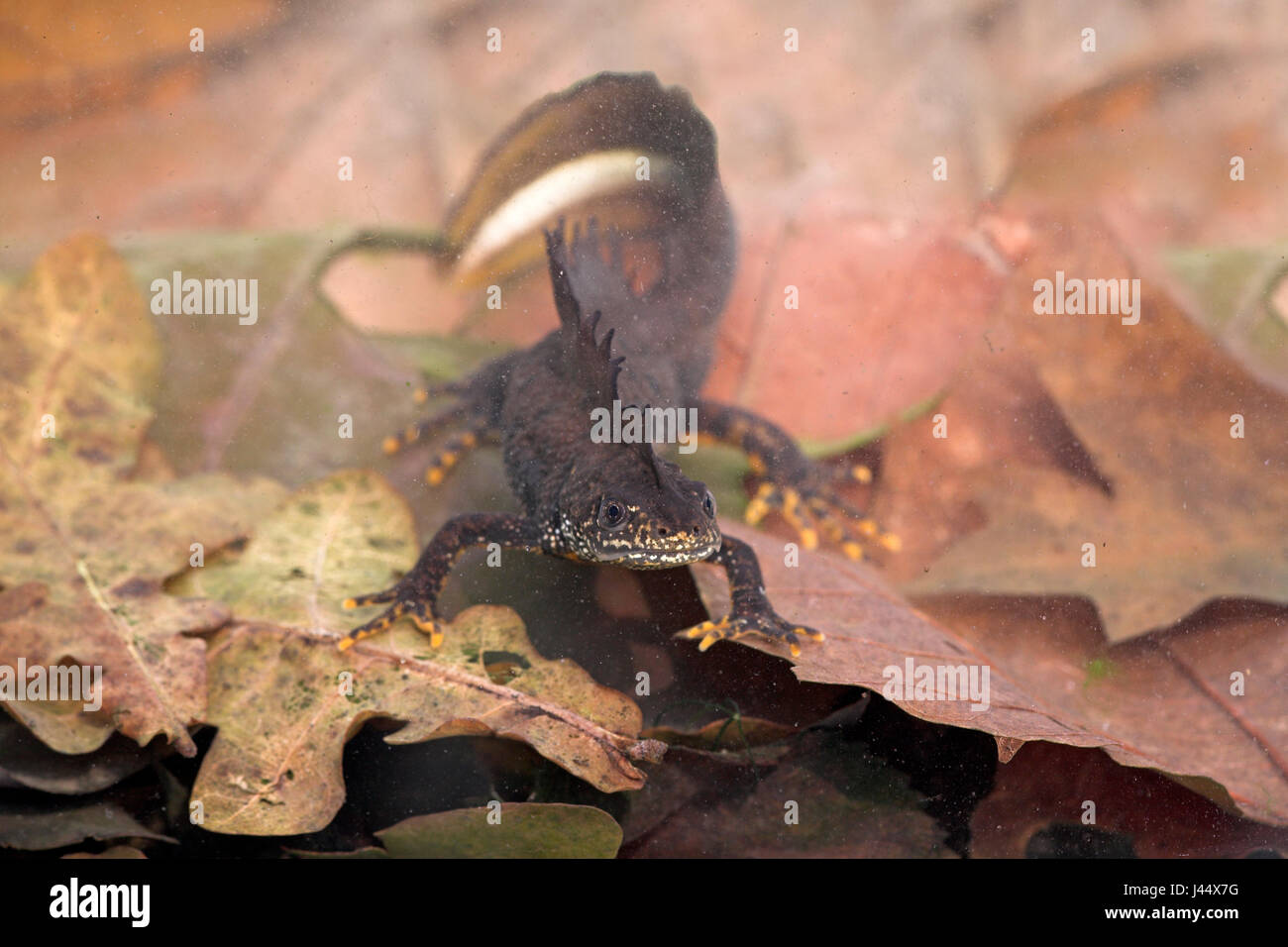 male great crested newt under water Stock Photo - Alamy
