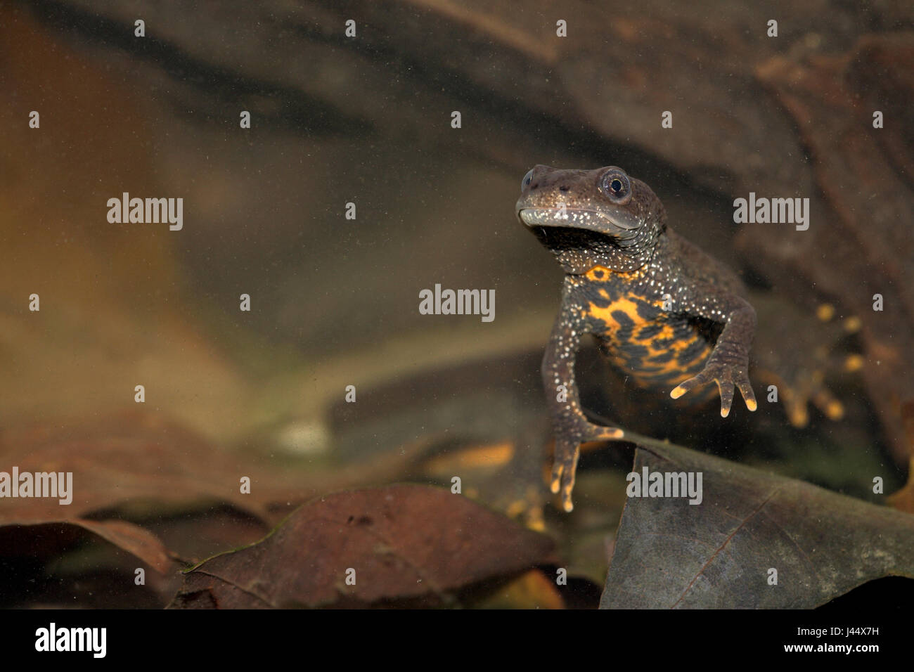 female great crested newt underwater Stock Photo - Alamy