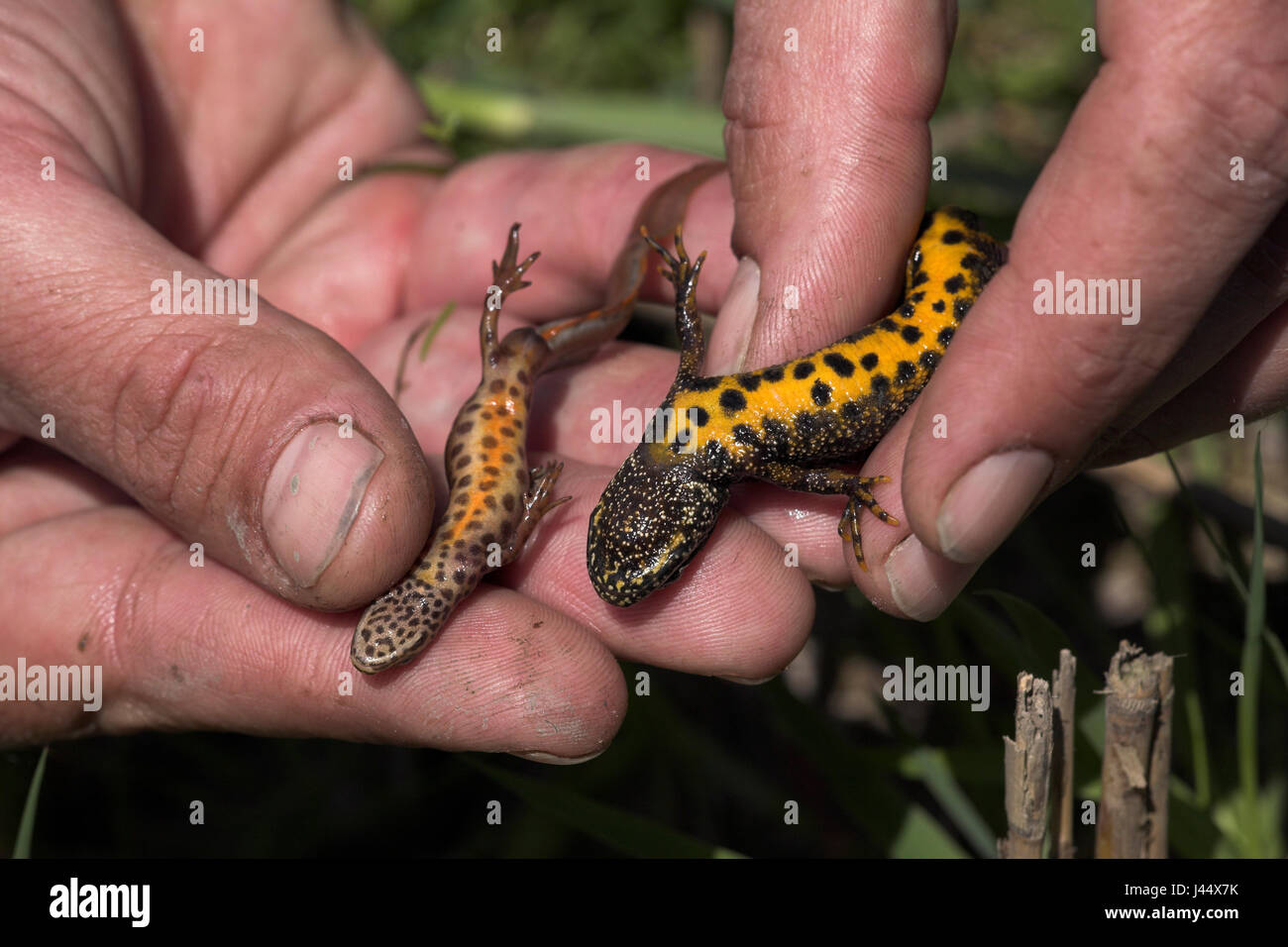 difference between great crested newt and common newt, animals caught ...
