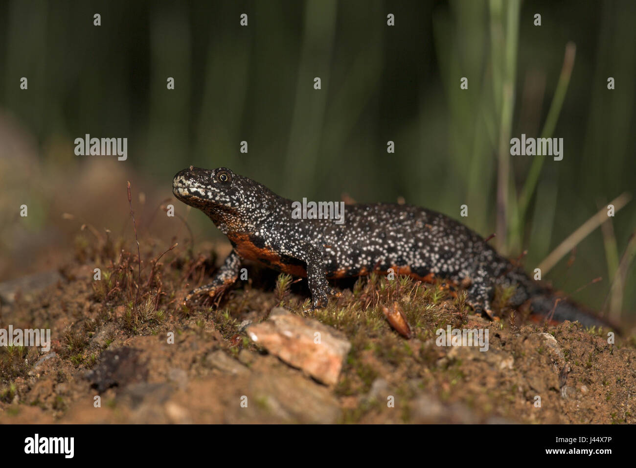 great crested newt with dark orange belly Stock Photo - Alamy