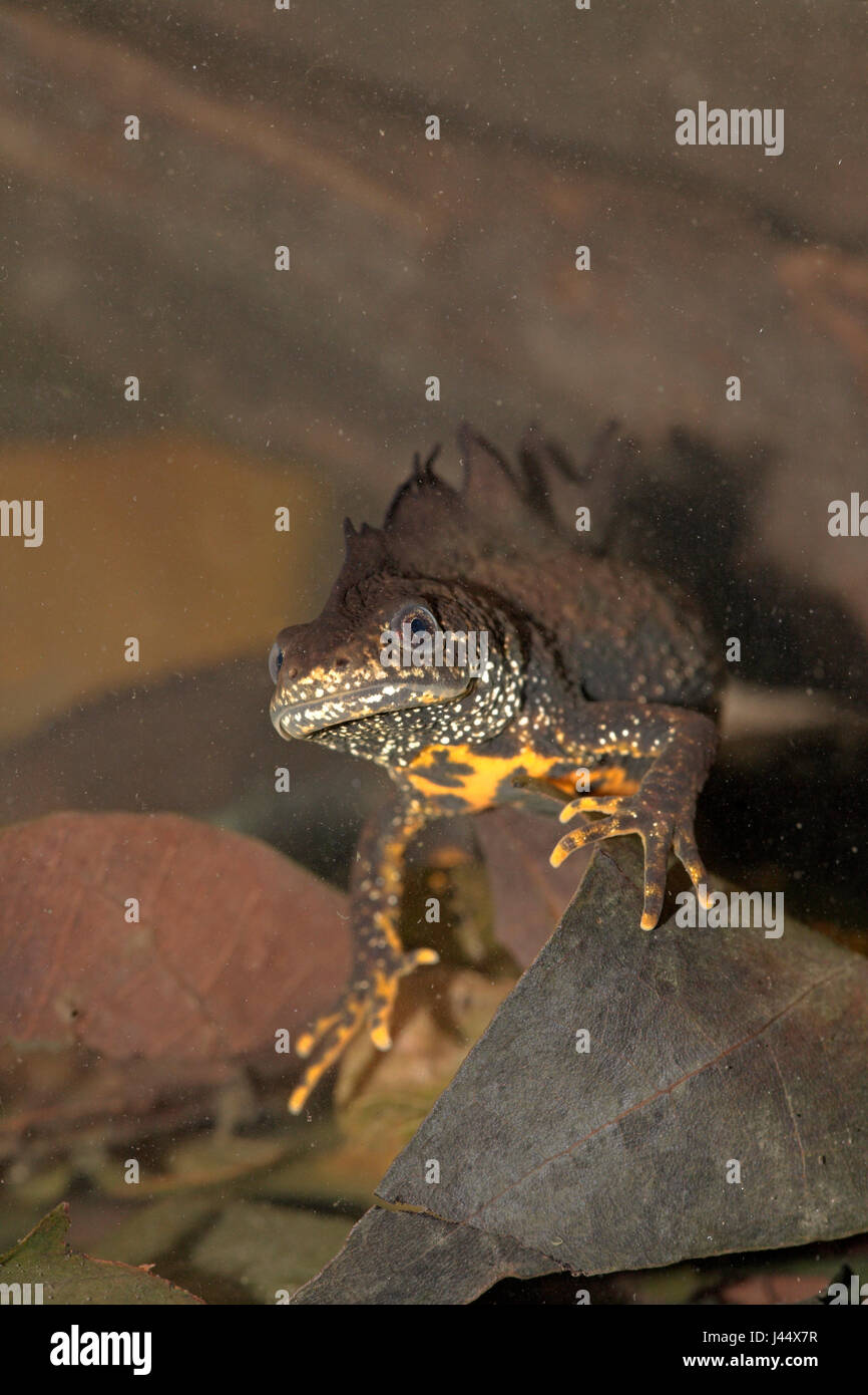 vertical picture of a male great crested newt Stock Photo - Alamy