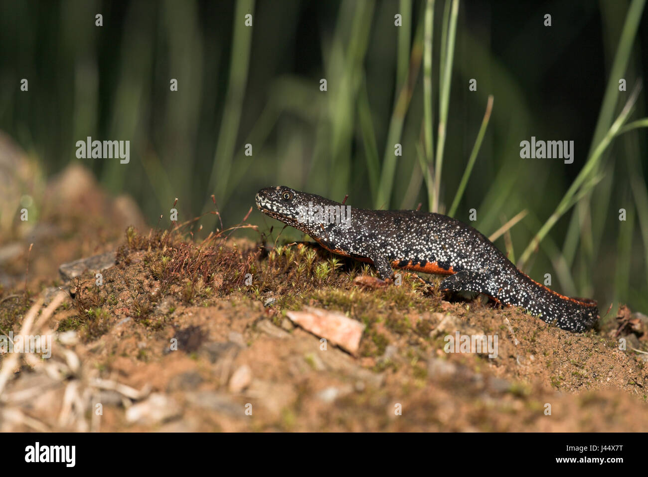 Red belly newt hi-res stock photography and images - Alamy