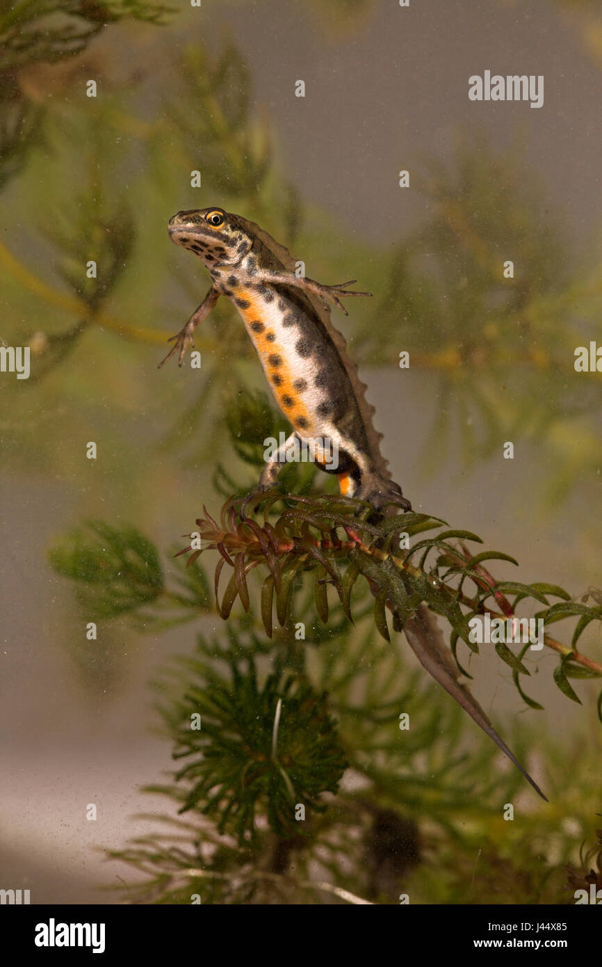 vertikal picture of a male common newt under water Stock Photo - Alamy