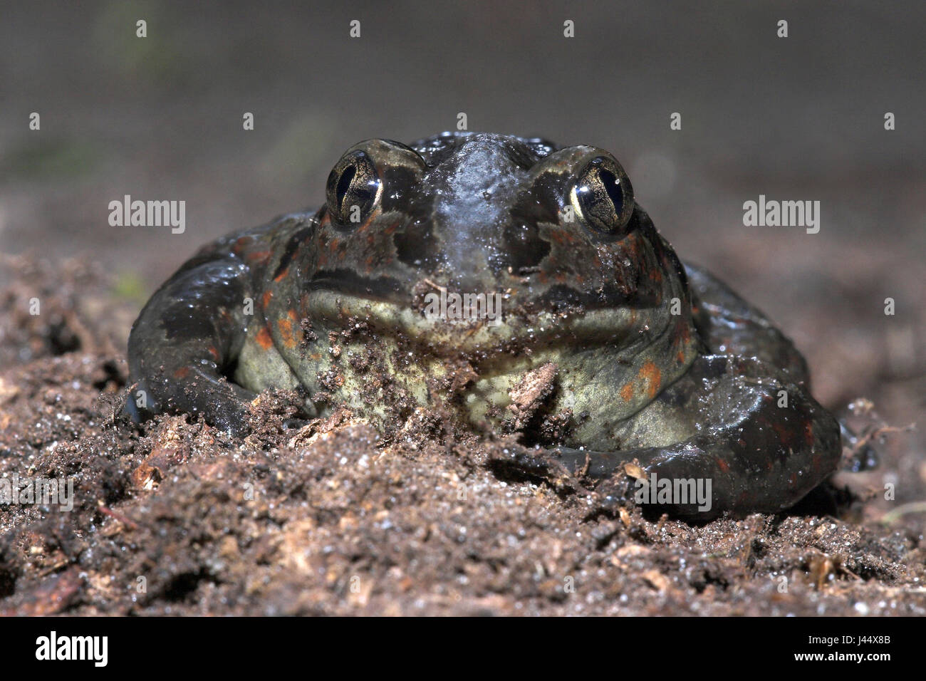 Common digging hi-res stock photography and images - Alamy