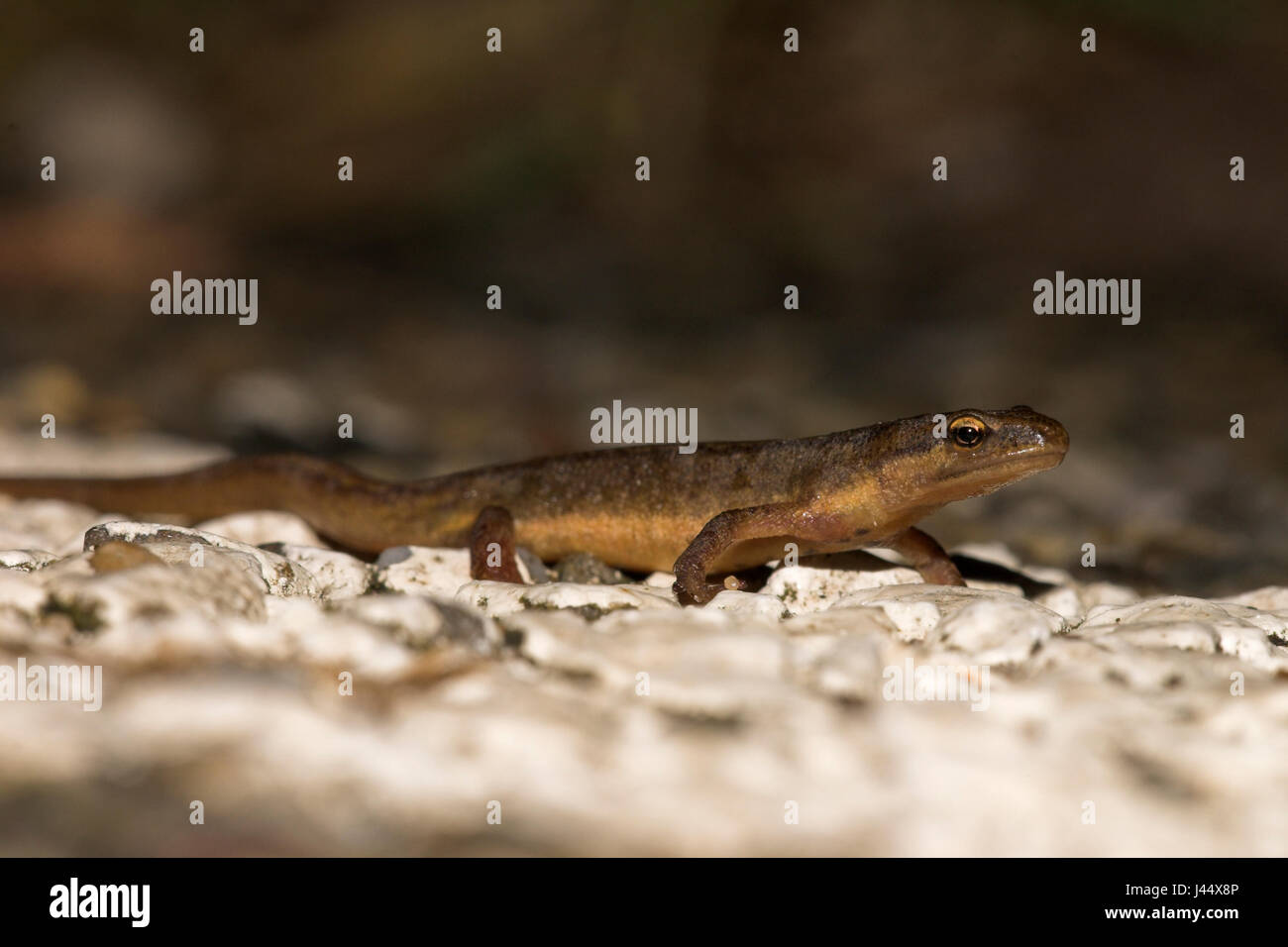 a common newt crossed the road on a dike during spring migration Stock ...
