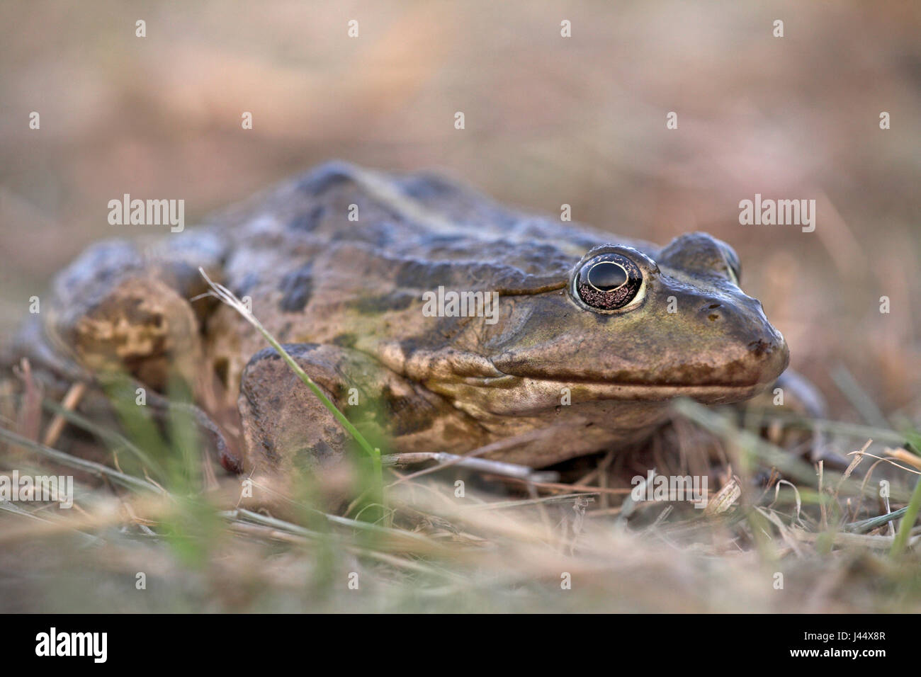 marsh frog on land Stock Photo - Alamy