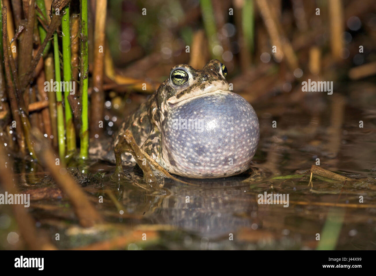 calling male natterjack toad in the water with huge vocal sac Stock ...