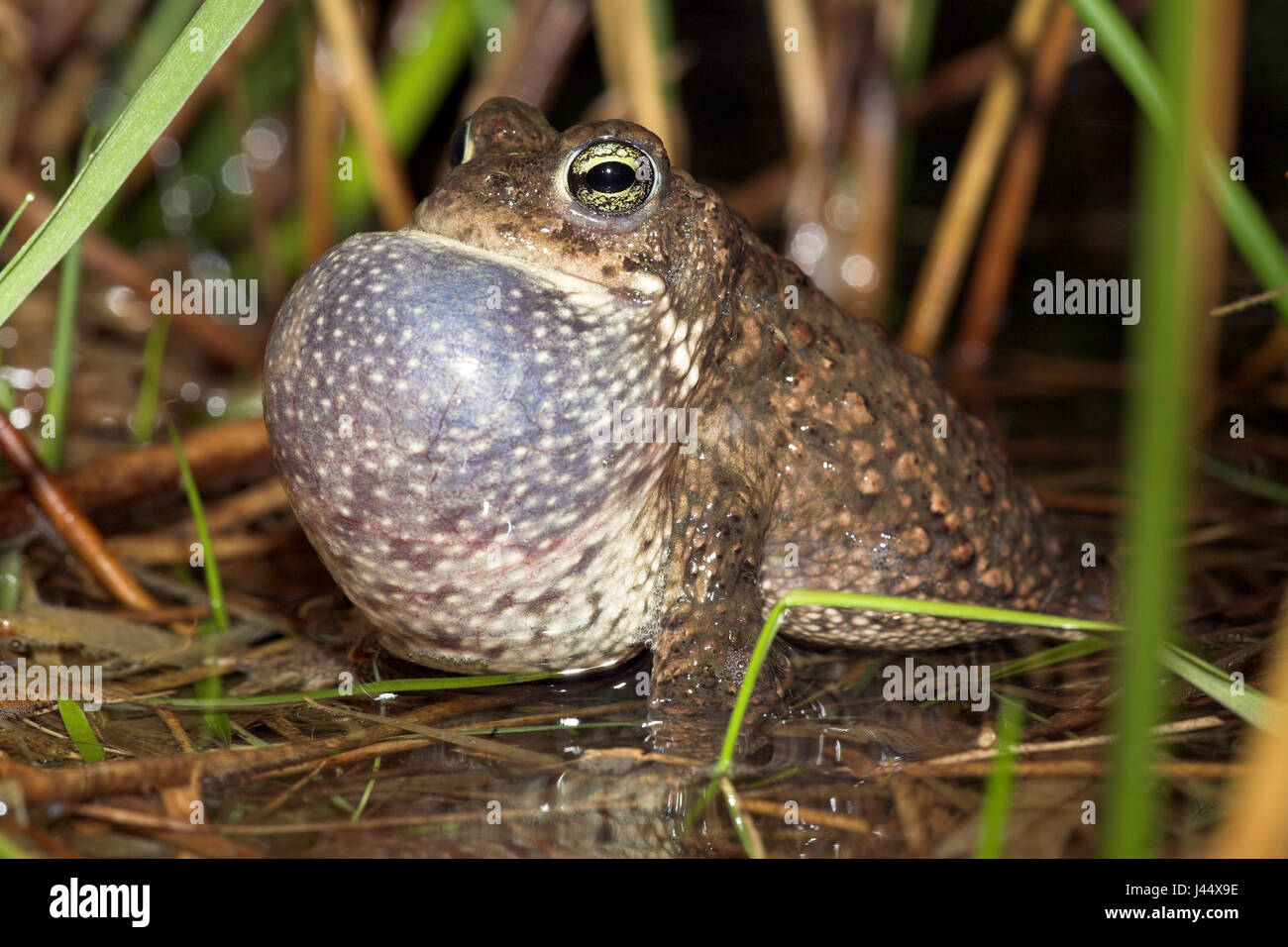 calling male natterjack toad in the water with huge vocal sac Stock ...