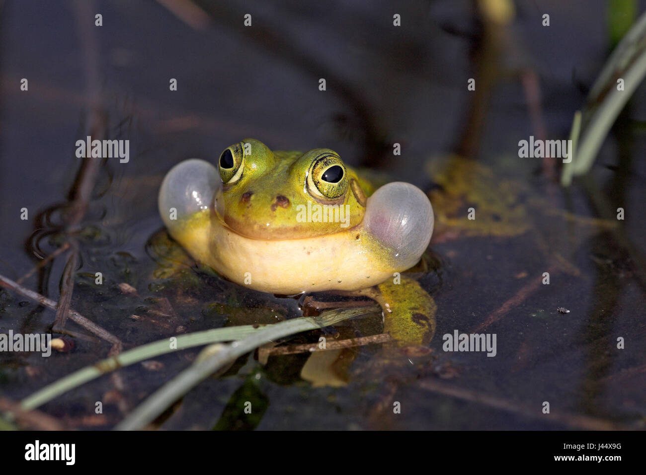a calling male poolfrog Stock Photo - Alamy