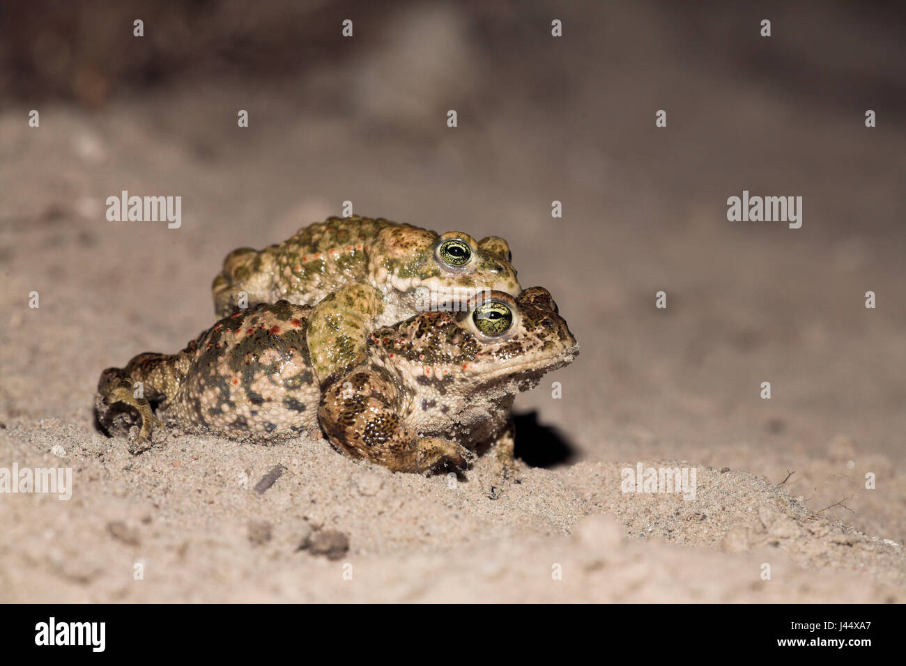 a pair of natterjack toads on their way to their breeding pond (spring ...