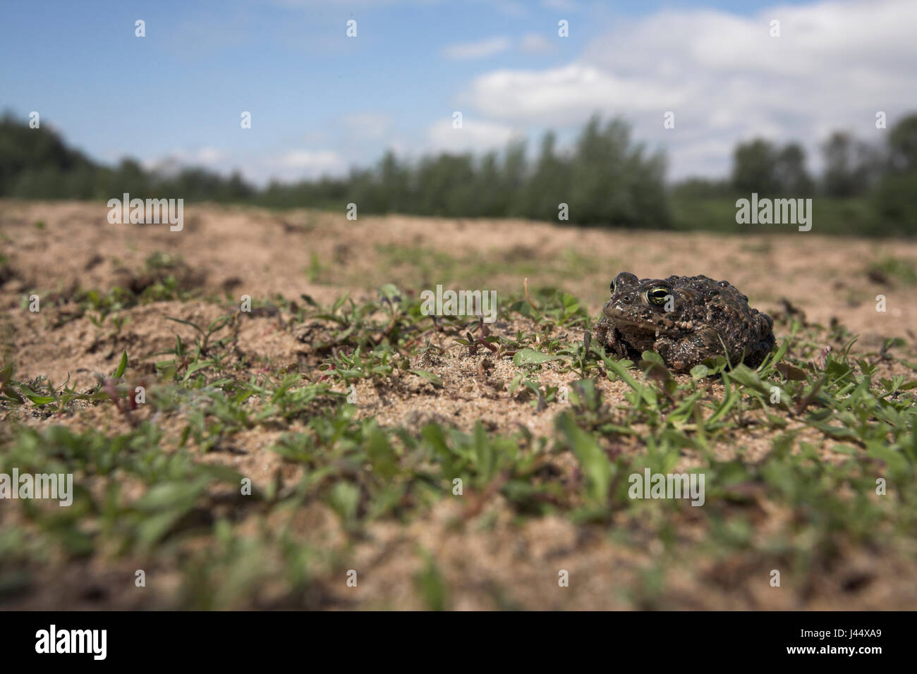 a natterjack toad in its habitat Stock Photo - Alamy