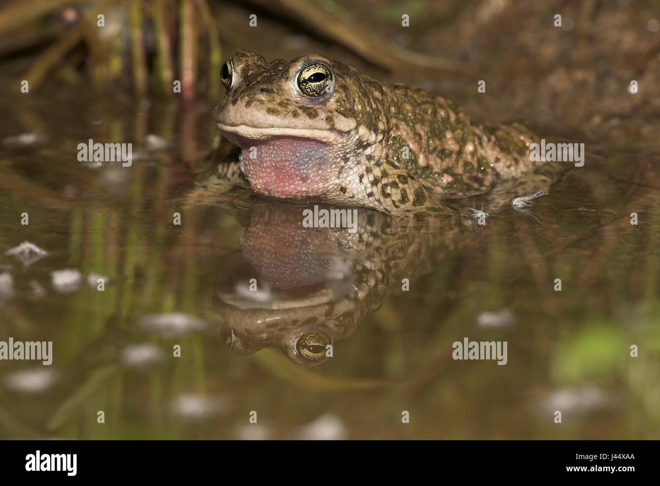Natterjack toad calling Stock Photo - Alamy