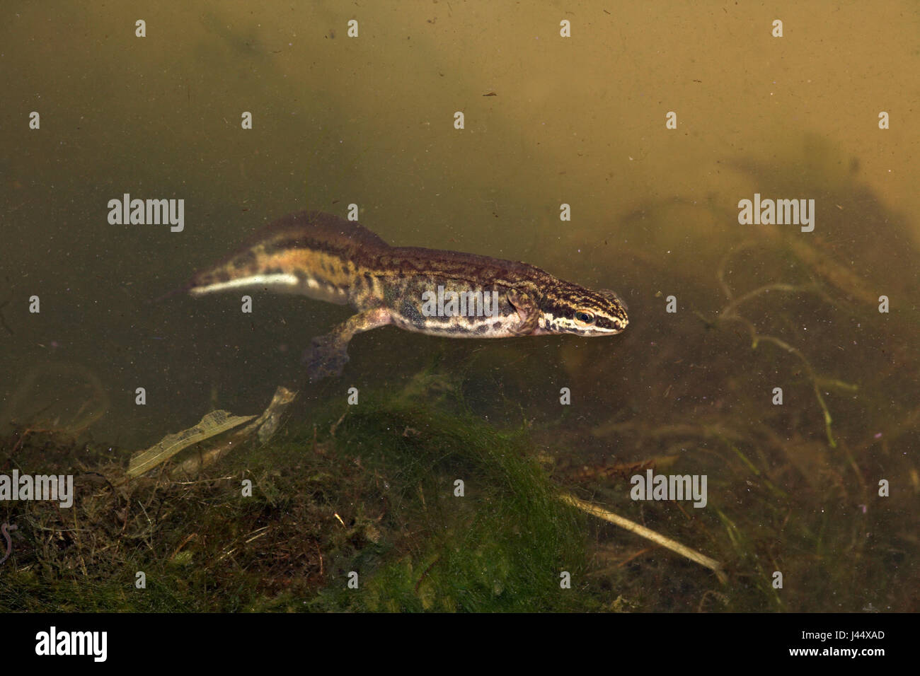 Water phase hi-res stock photography and images - Alamy