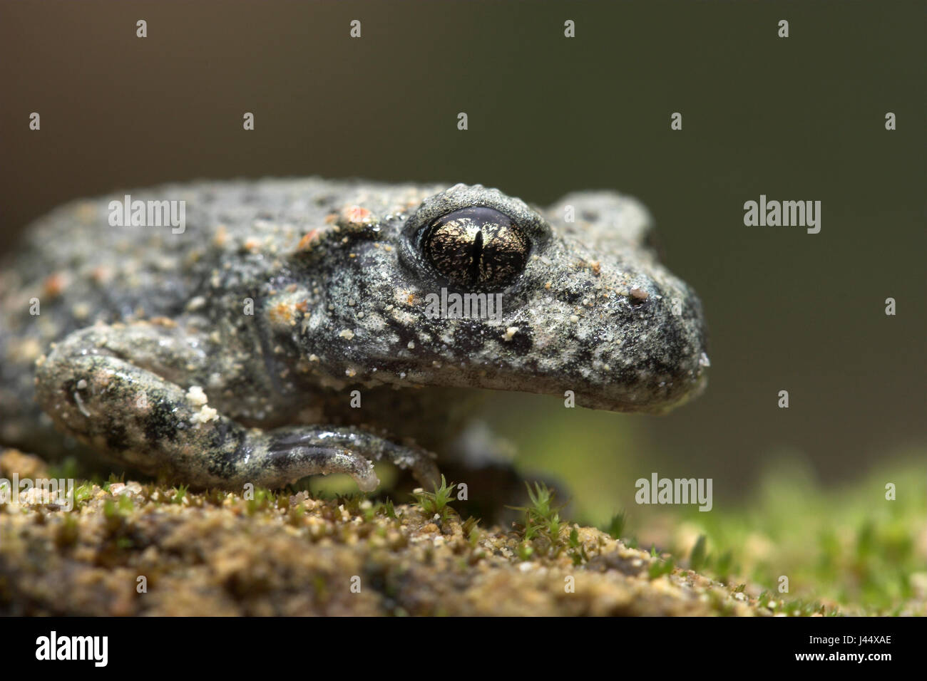 Portrait amphibians frog toad hi-res stock photography and images - Alamy