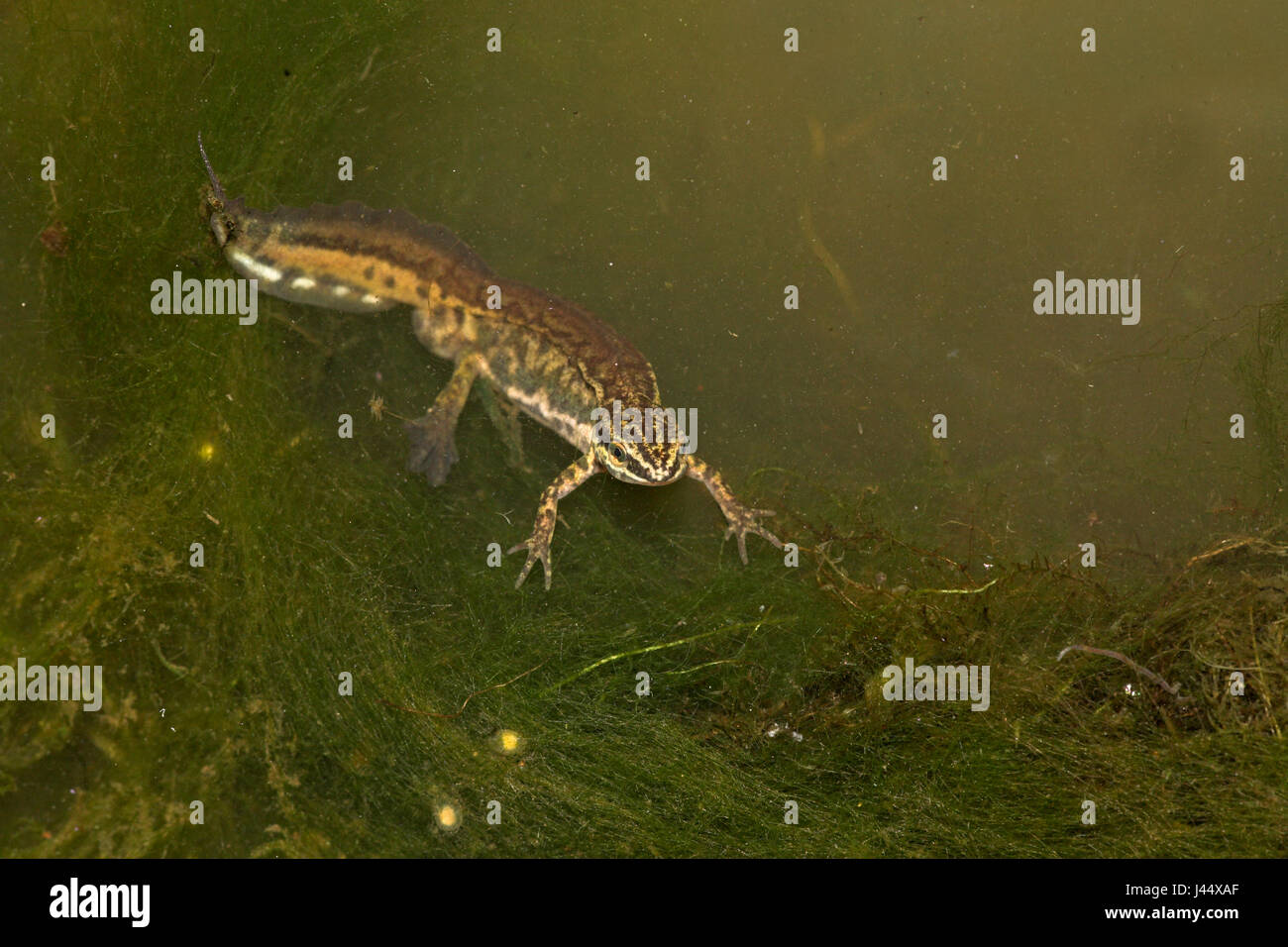 Newt eggs hi-res stock photography and images - Alamy