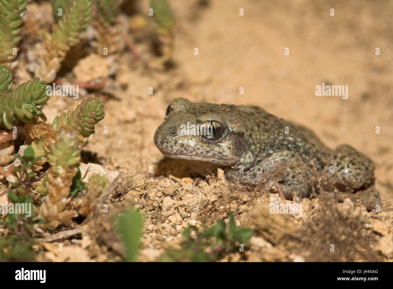 a midwife toad on land during the night Stock Photo - Alamy