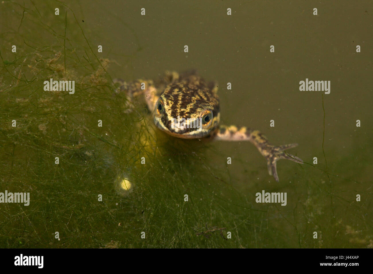 a male palmate newt with an egg frontal view Stock Photo - Alamy