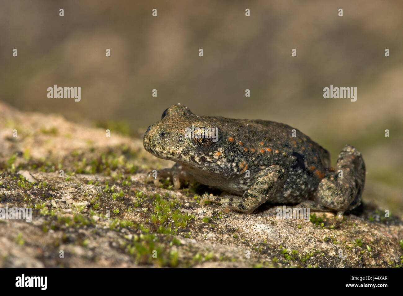 Toad in environment hi-res stock photography and images - Alamy