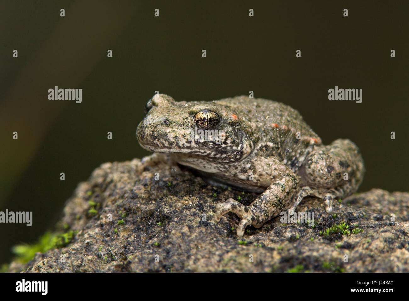 Olive toad hi-res stock photography and images - Alamy