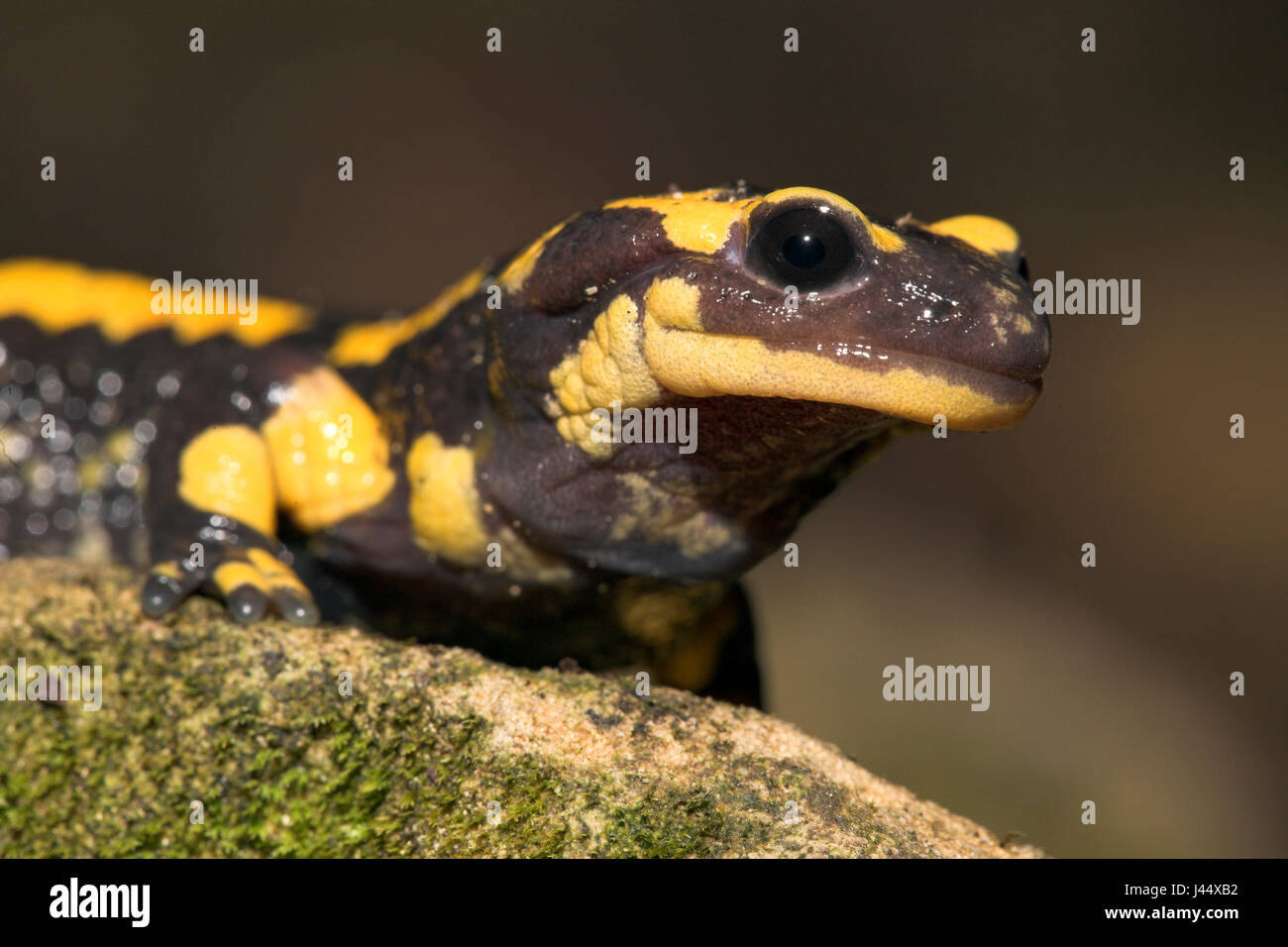 portrait of a fire salamander Stock Photo - Alamy