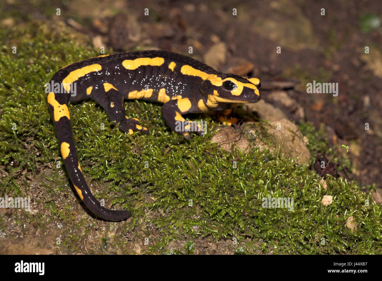 fire salamander on green moss during the night Stock Photo - Alamy