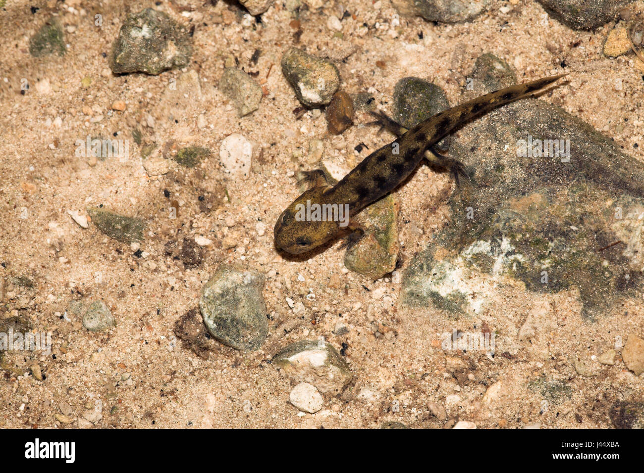 larvae of fire salamander in a spring Stock Photo - Alamy