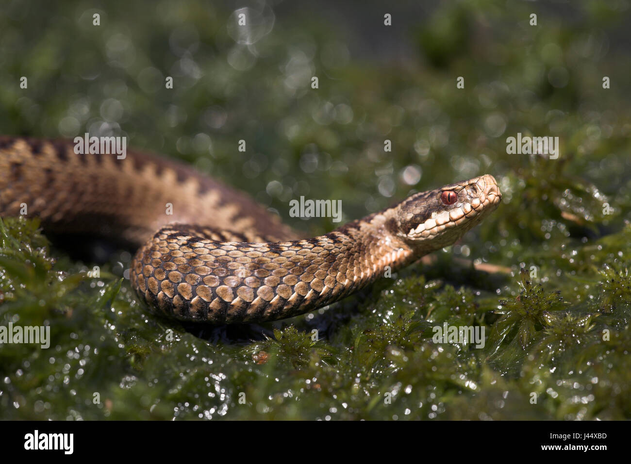 a common viper crosses a wet area with sphagnum Stock Photo - Alamy