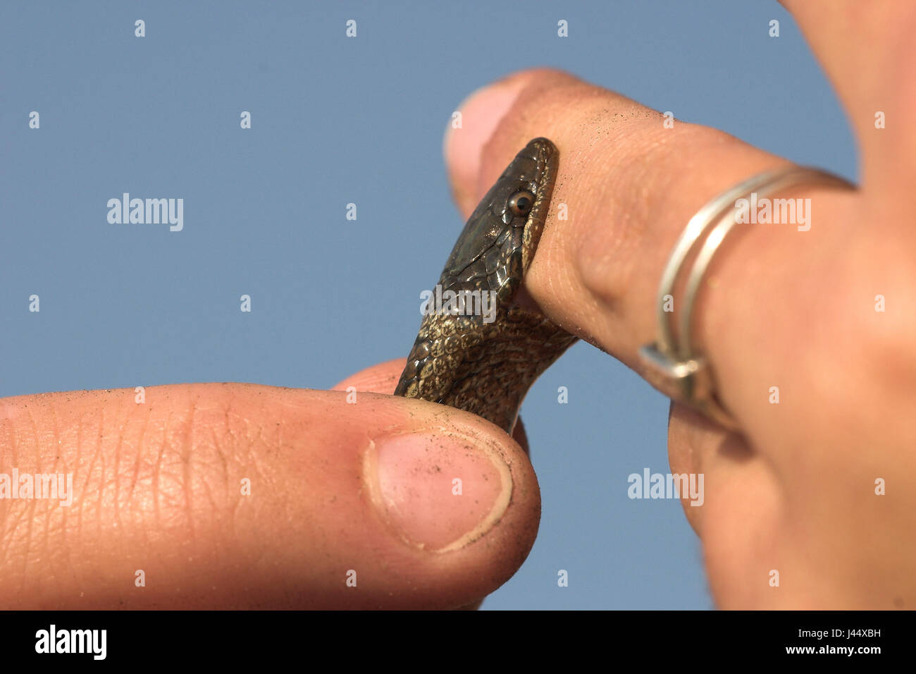 Bite snake hi-res stock photography and images - Alamy