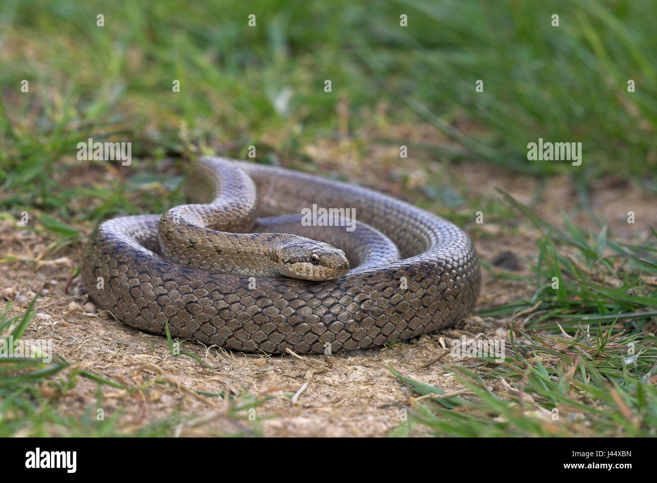 Smooth snake in the sun on an open spot Stock Photo - Alamy