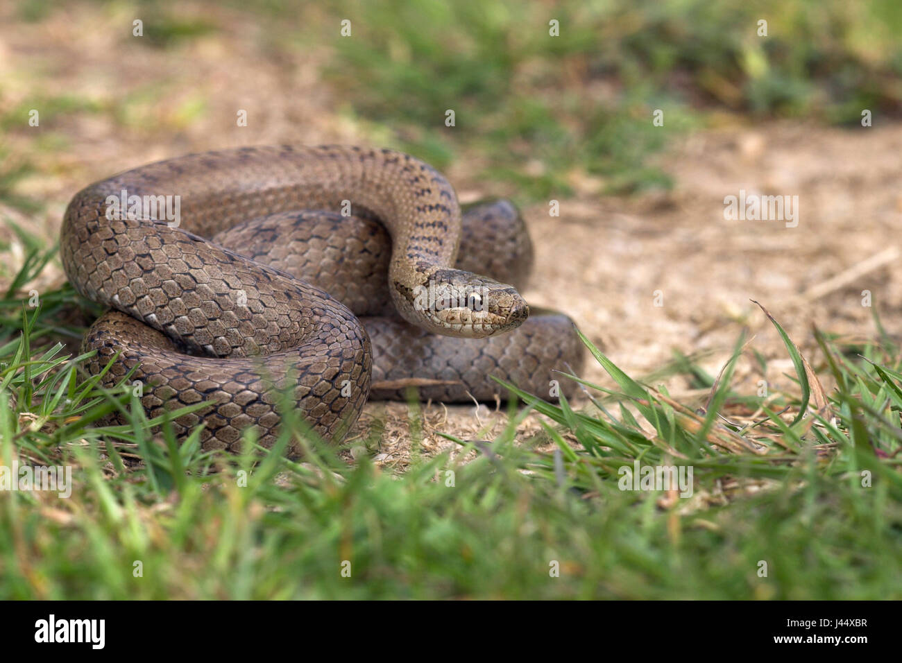 Snake in the sun hi-res stock photography and images - Alamy