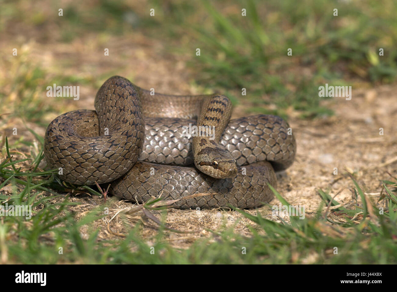 Snake in the sun hi-res stock photography and images - Alamy