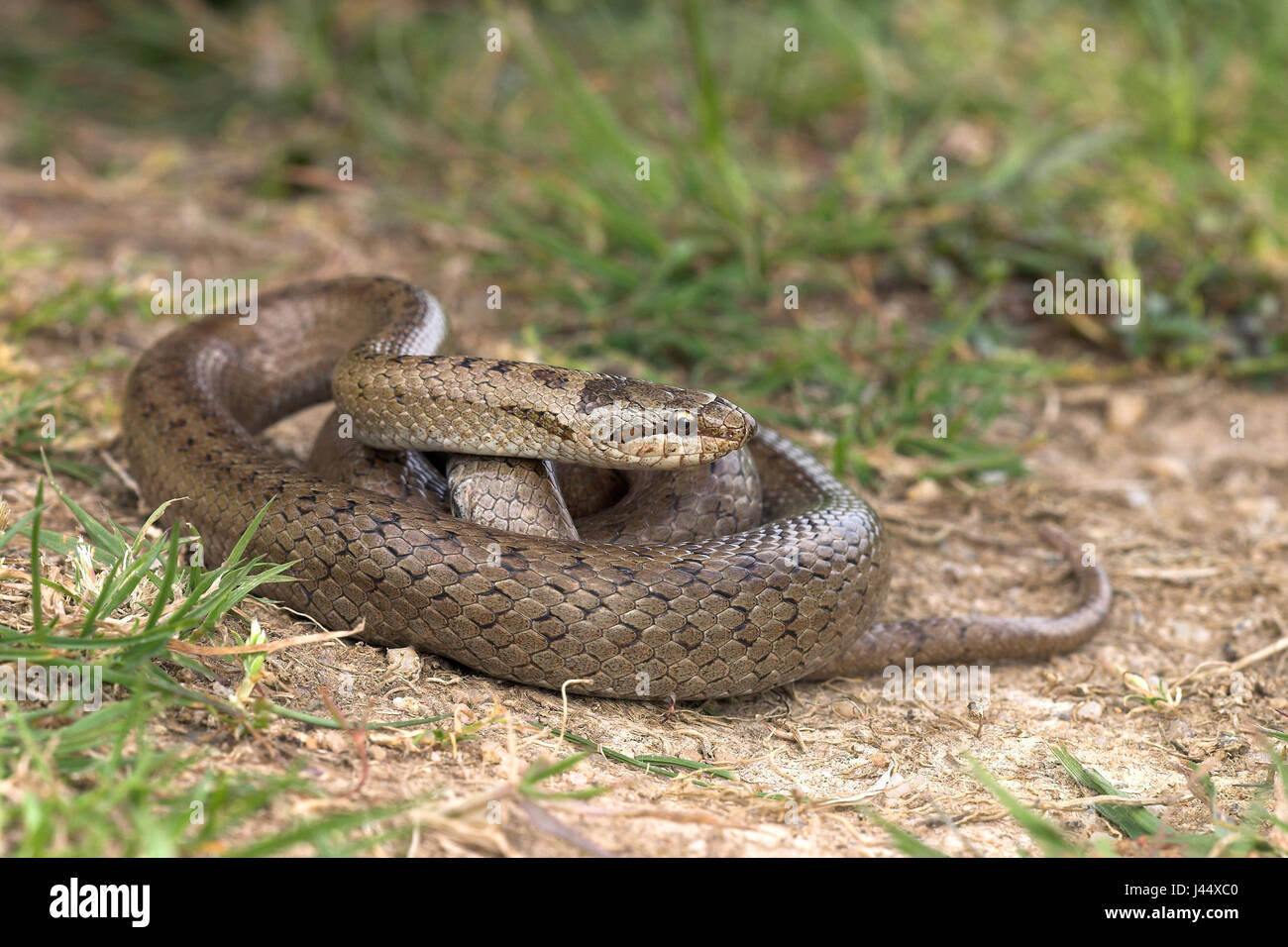 Smooth snake in the sun on an open spot Stock Photo - Alamy