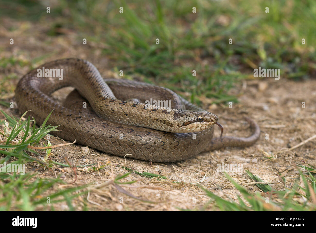 Smooth snake in the sun on an open spot Stock Photo - Alamy