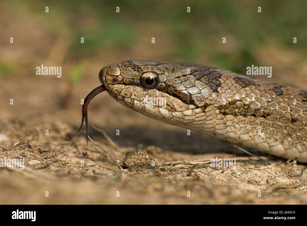 Smooth Snake portrait Stock Photo - Alamy