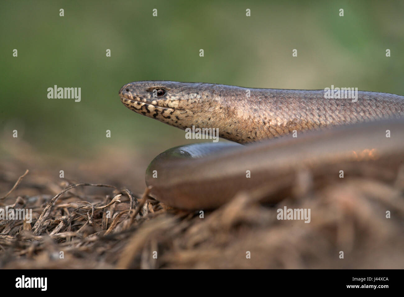 Male slow worm hi-res stock photography and images - Alamy