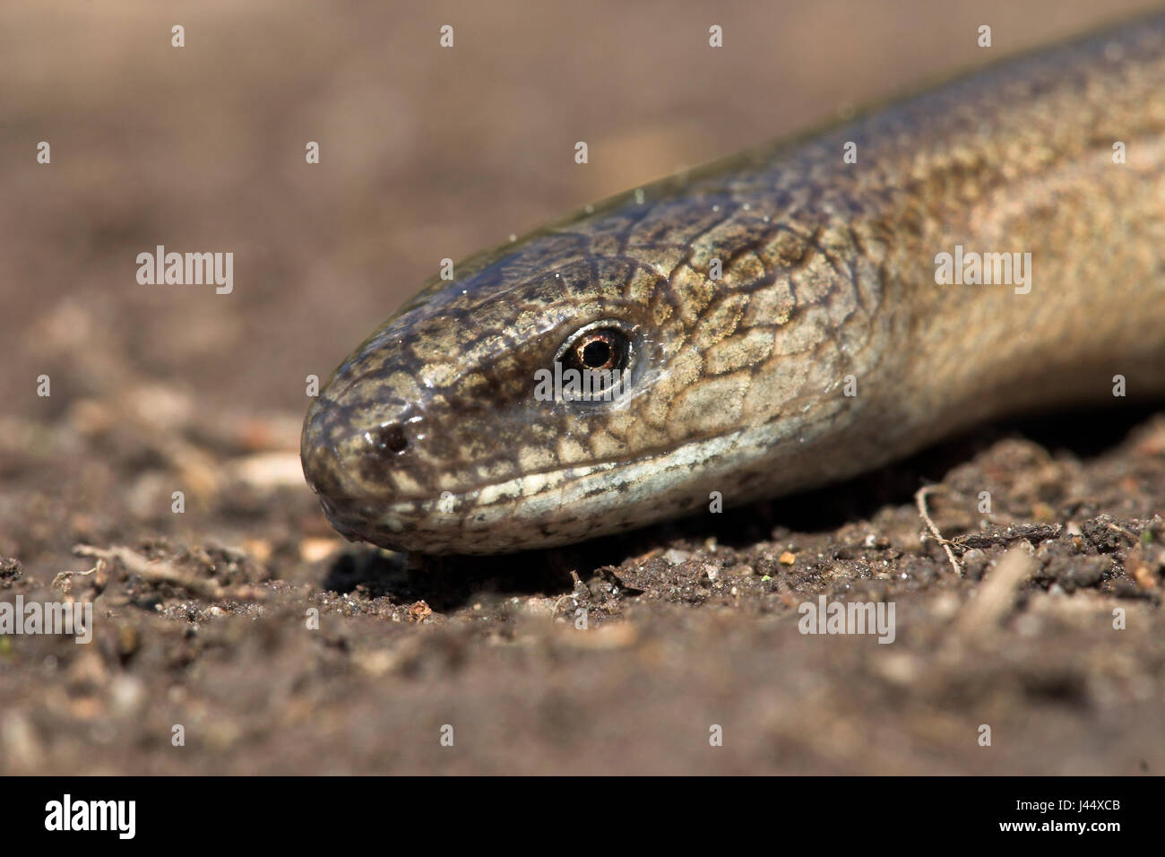 Red worm lizard hi-res stock photography and images - Alamy