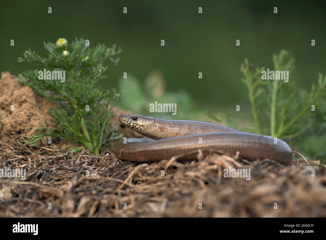 a basking male slow worm Stock Photo - Alamy