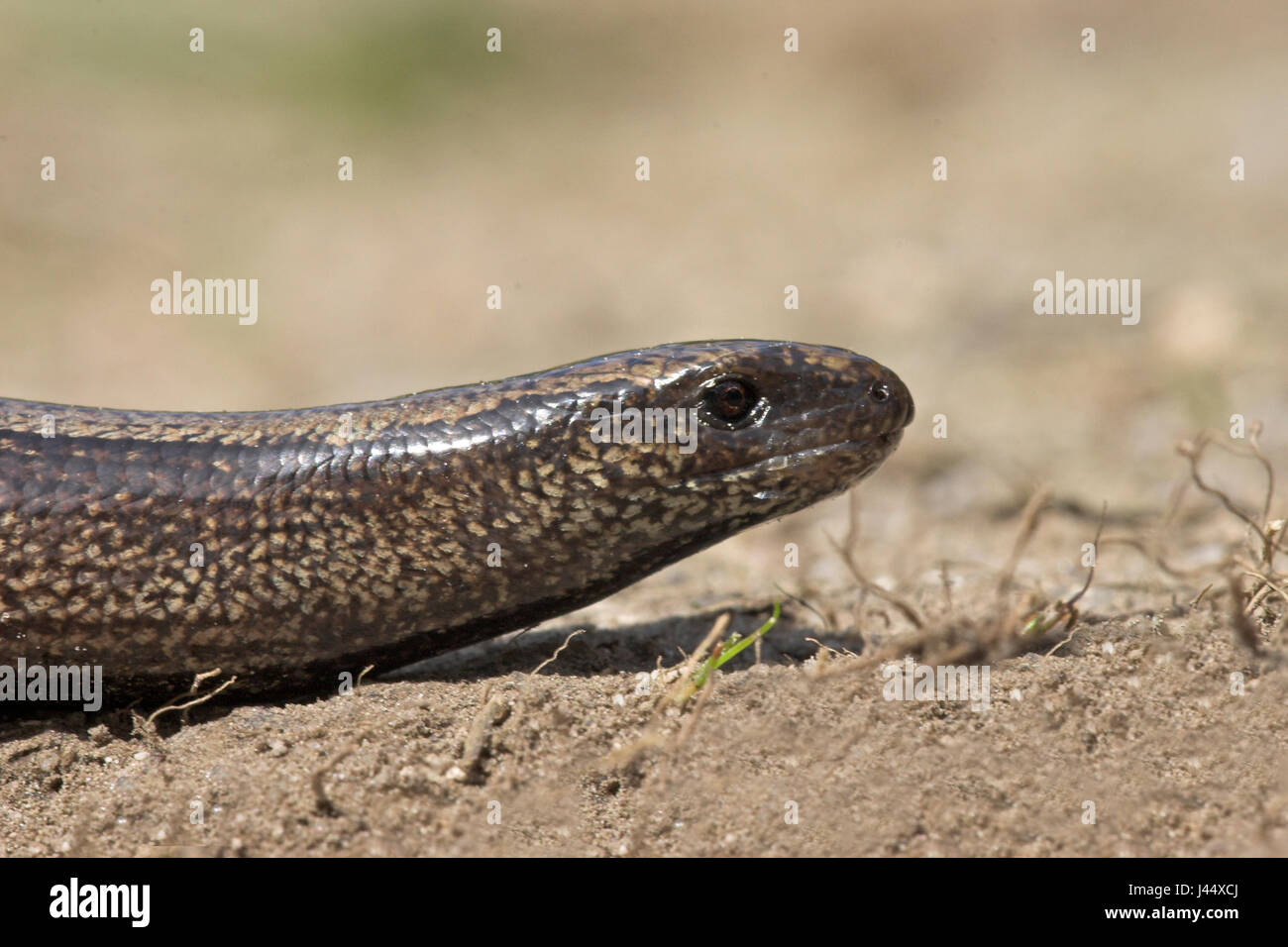 Red worm lizard hi-res stock photography and images - Alamy