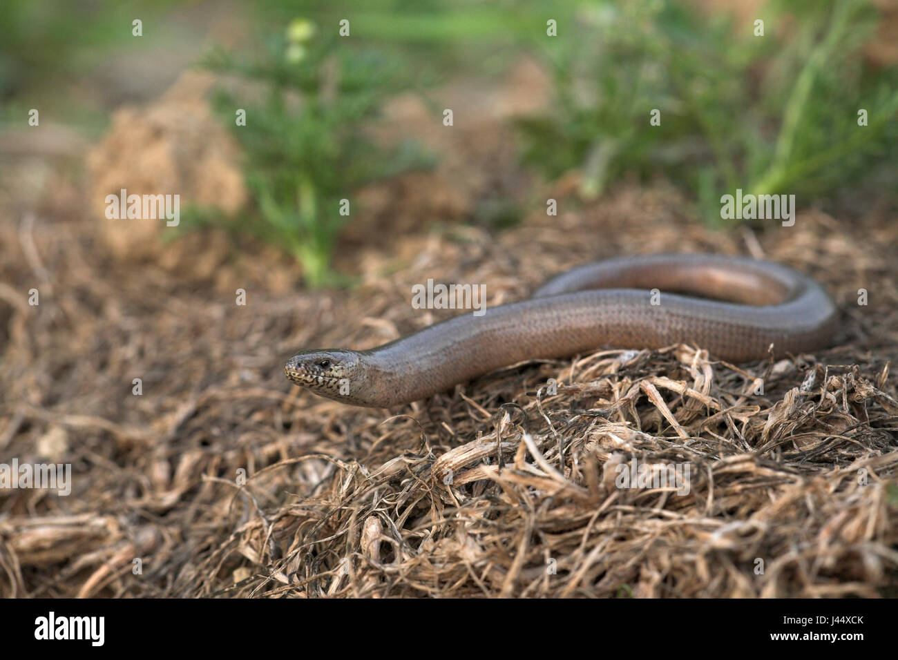 male slow worm Stock Photo - Alamy
