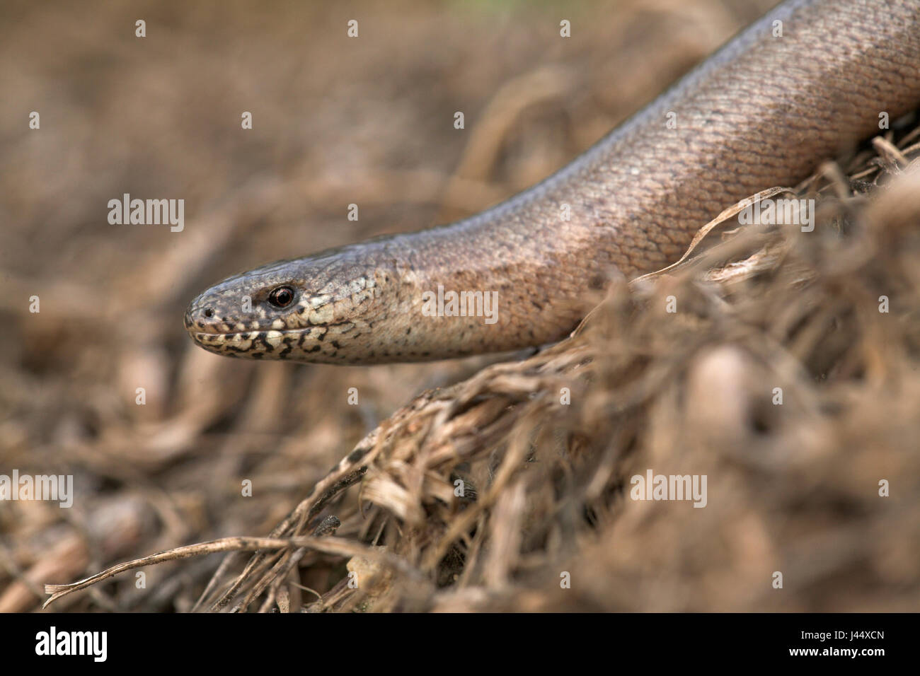 Male lizards hi-res stock photography and images - Alamy