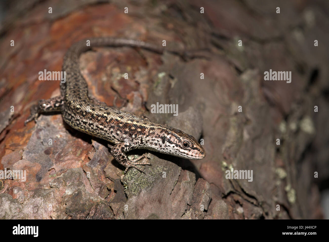 Tree lizard hi-res stock photography and images - Alamy