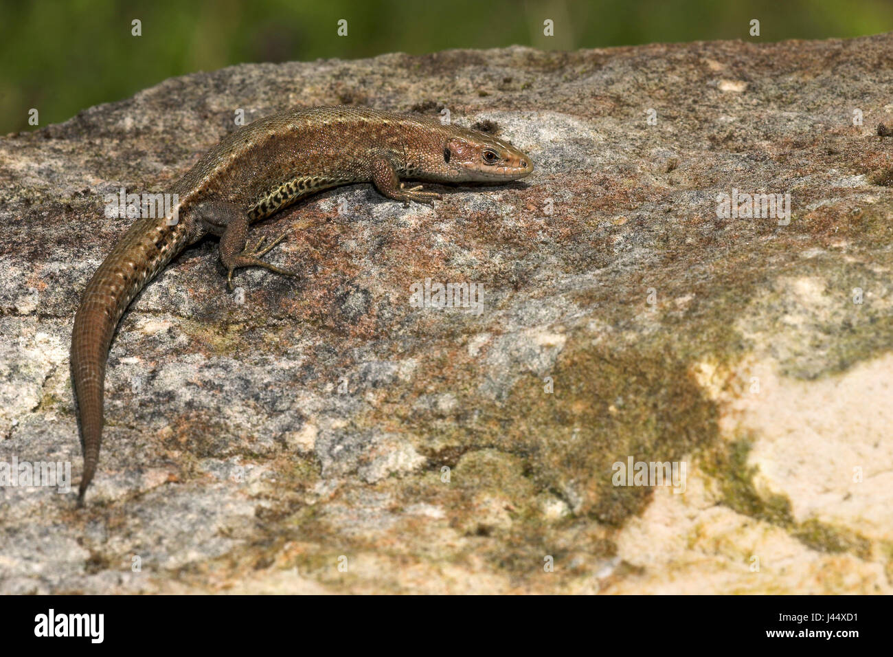 Levendbarende hagedis zonnend op steen Stock Photo - Alamy