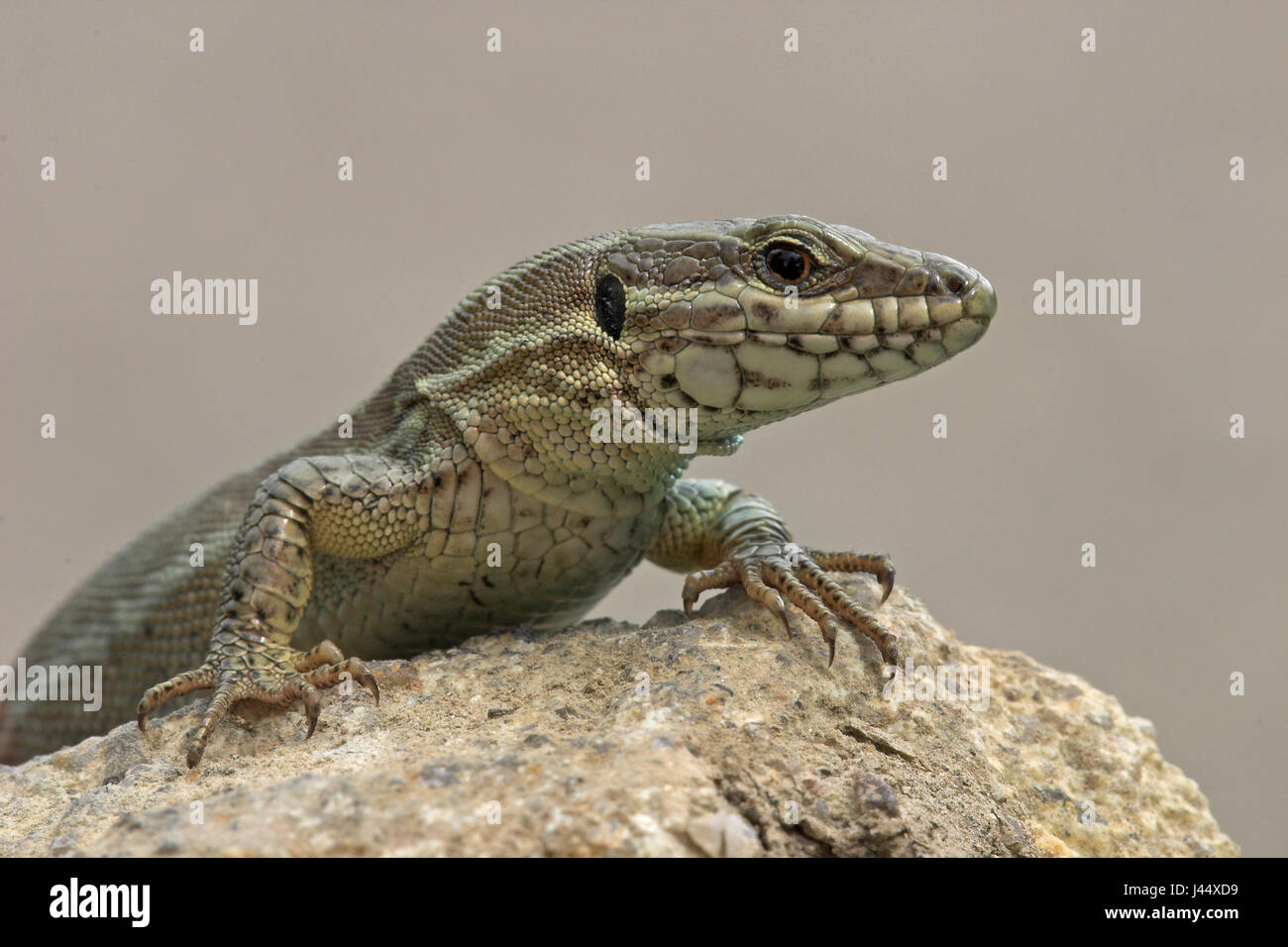 Common Wall lizard on small wall Stock Photo - Alamy